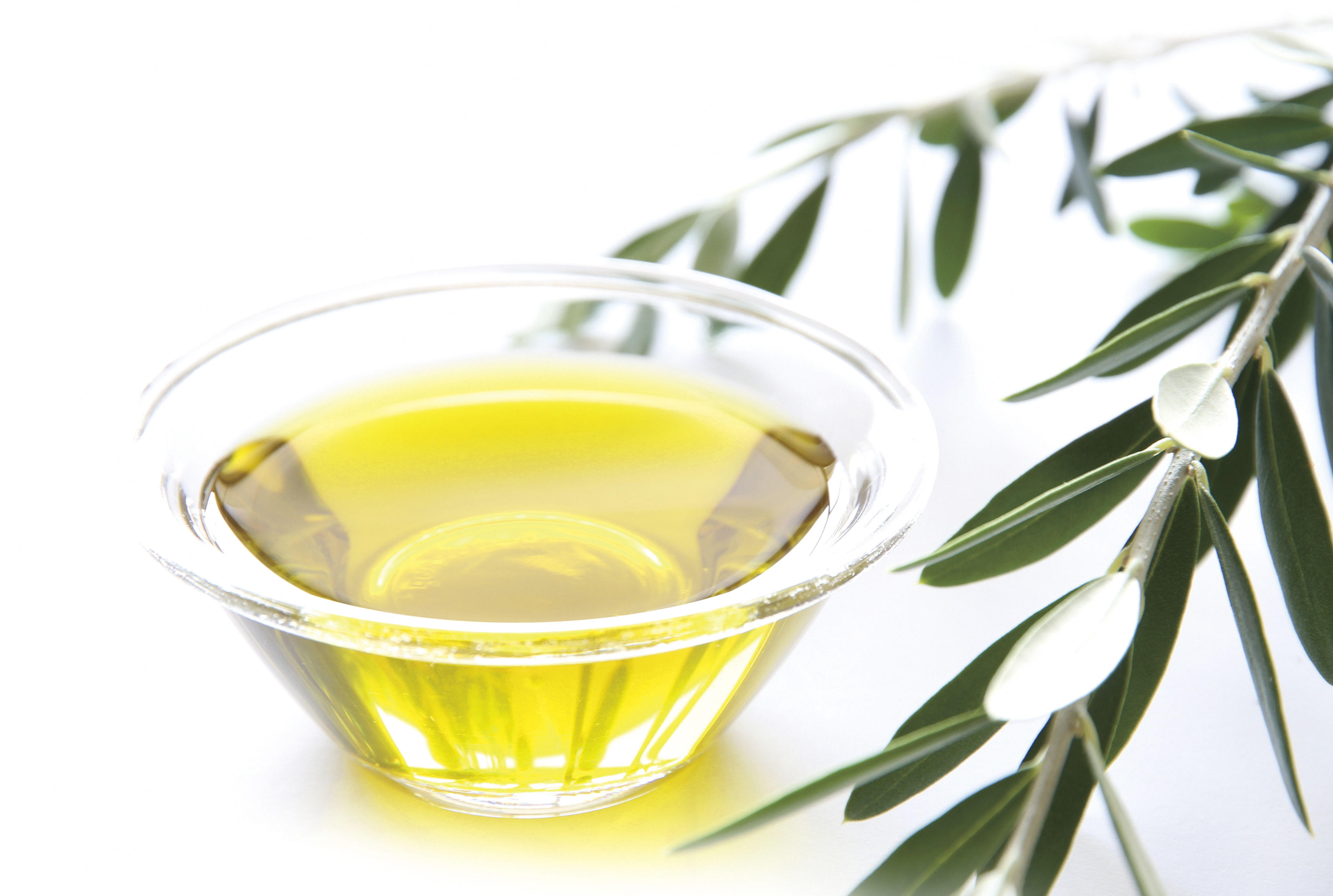 オリーブ品種「香オリ3号」、「香オリ5号」愛称公募 | 公募/コンテスト/コンペ情報なら「Koubo」