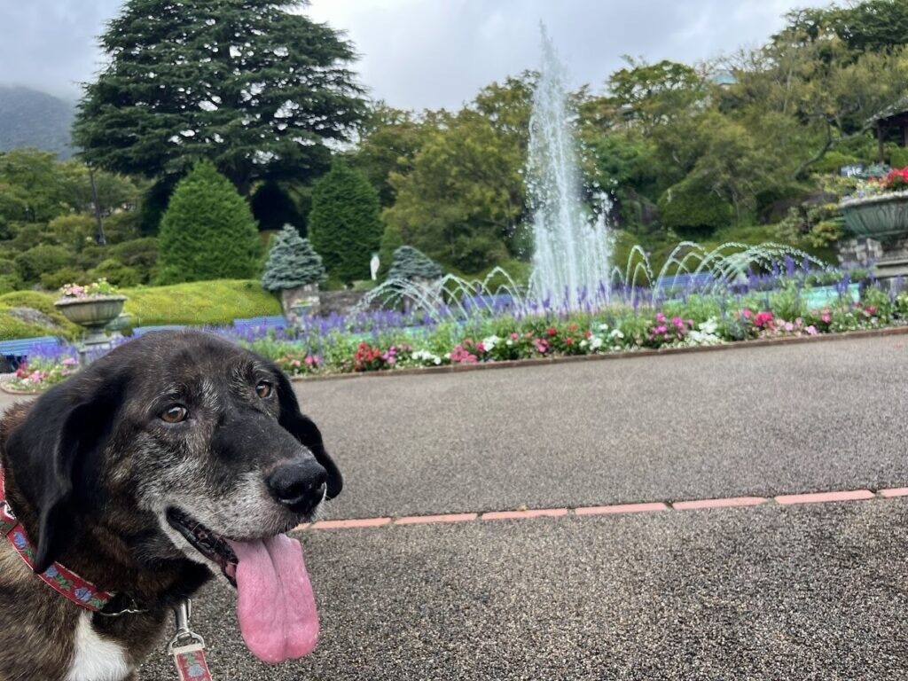 箱根強羅公園開園111周年「わんわんフォトコンテスト」 | 公募/コンテスト/コンペ情報なら「Koubo」